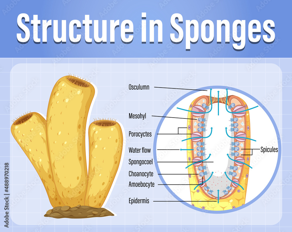 Diagram showing structure in sponges Stock Vector | Adobe Stock