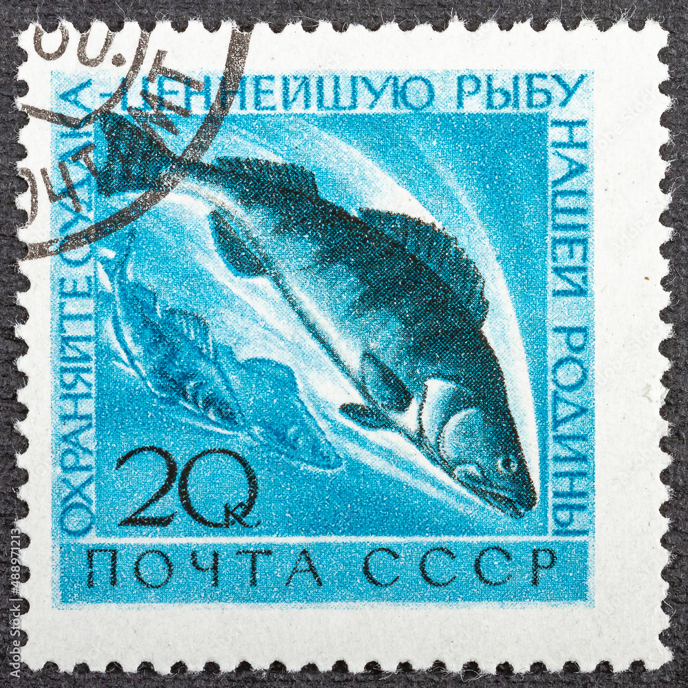USSR - CIRCA 1960: A stamp printed in USSR Russia shows Walleye with ...
