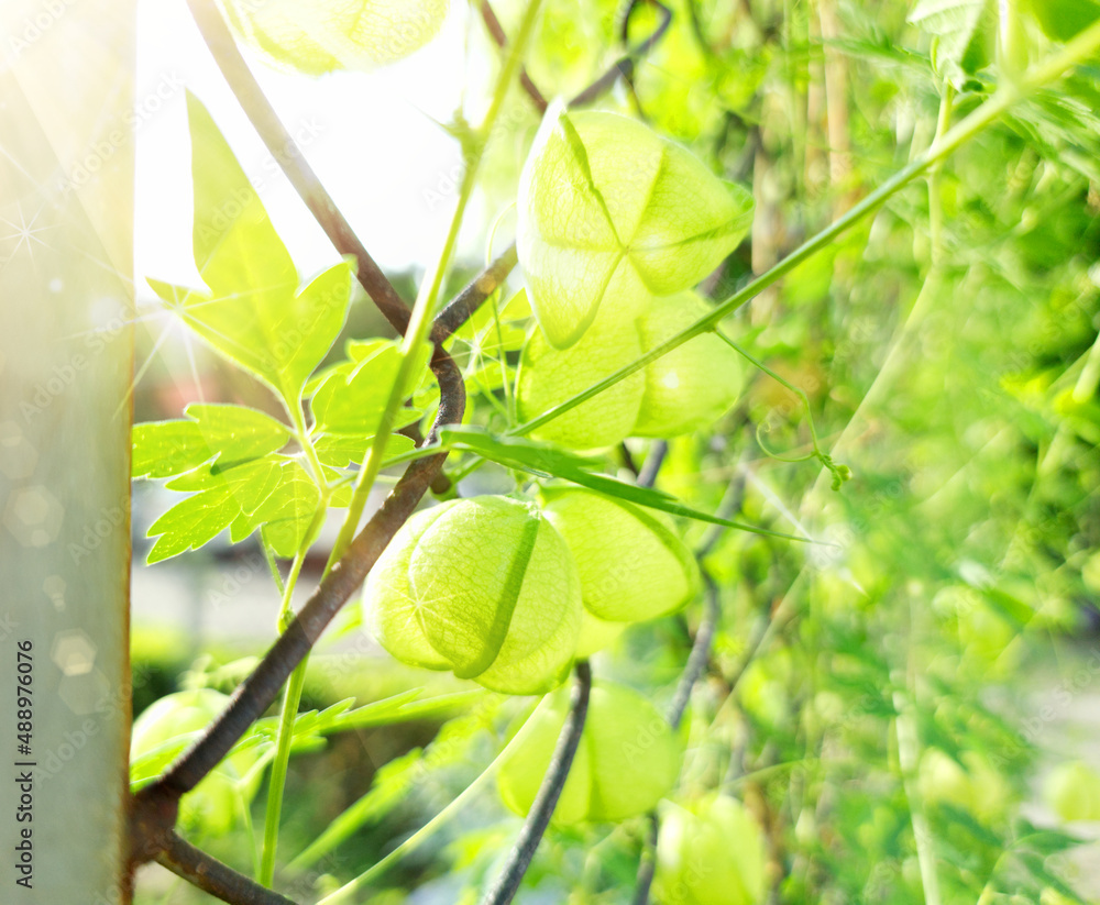 balloon vine plant or love in a puff climbing on the wired fence ...
