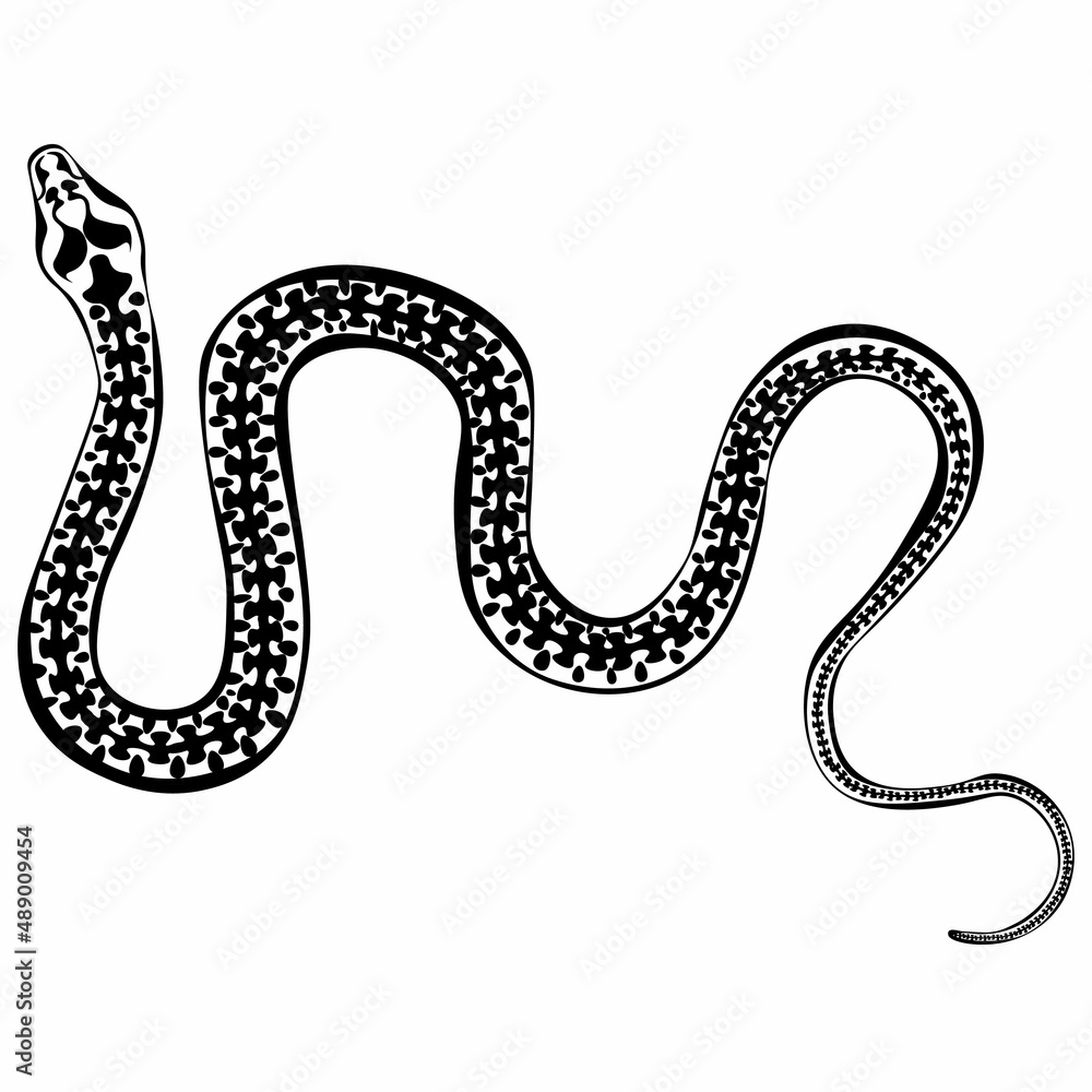 Black and white drawing of a venomous snake viper for coloring. Insect ...