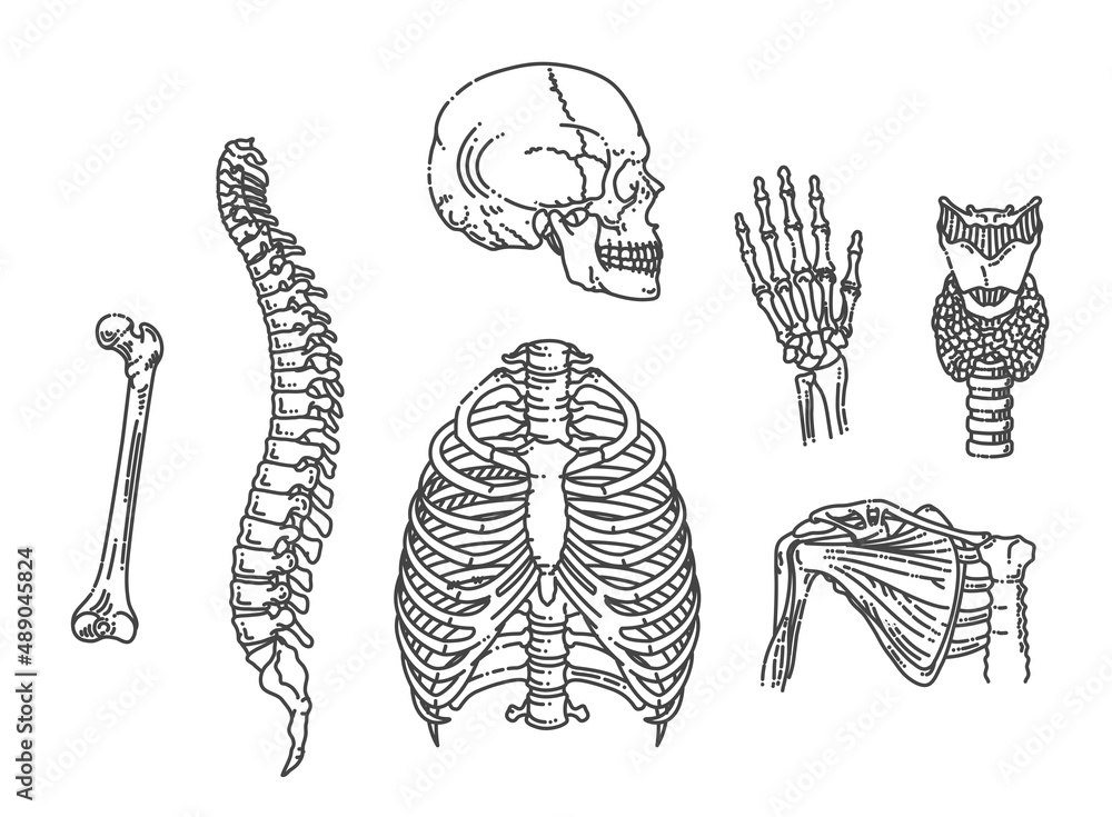 Human skeleton structure. Skull, spine, rib cage, joints Stock Vector ...