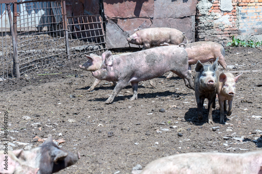 Dirty pigs and piglets grazing on a pig farm. Natural organic pig ...
