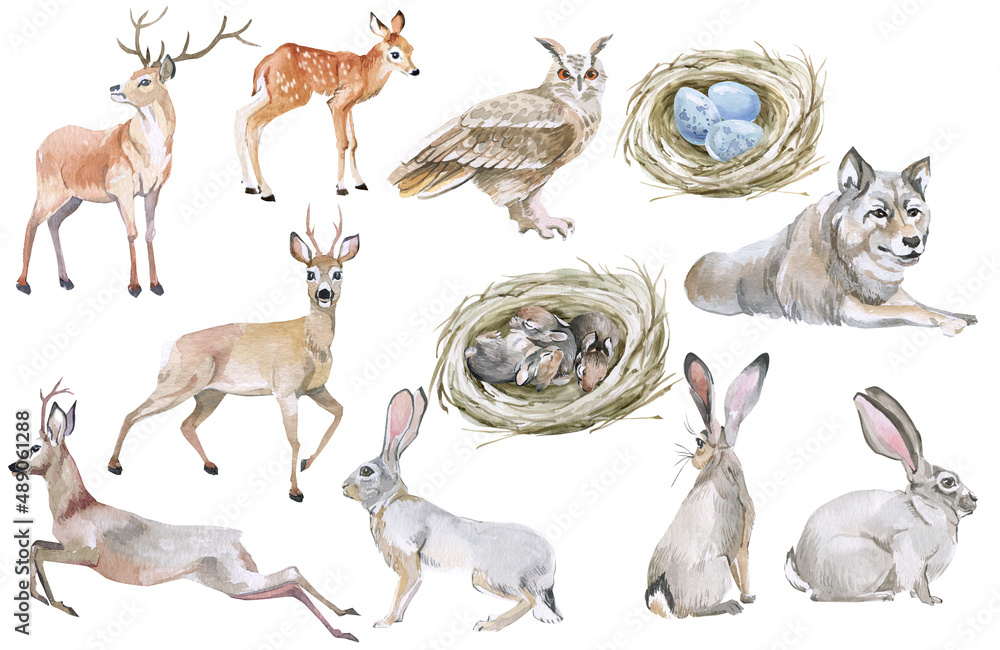 Hand drawn forest animals. Wild animals on a white background. Hare ...