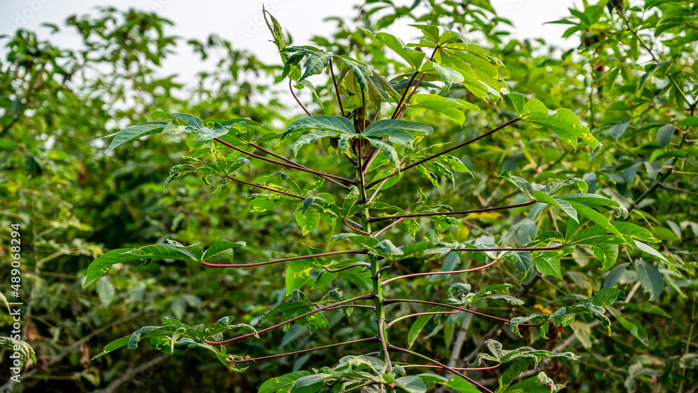 Tapioca field (Tapioca Starch) is a starch extracted from the storage ...