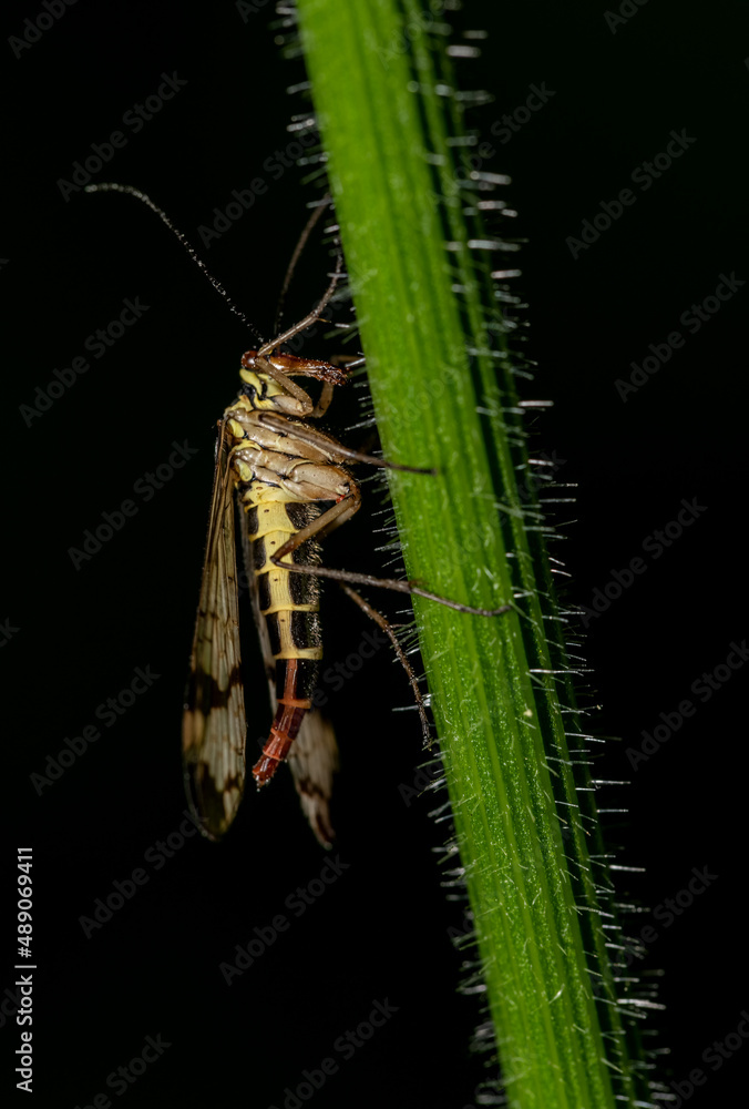 close up view of a scorpion fly - Panorpa communis - female specimen ...