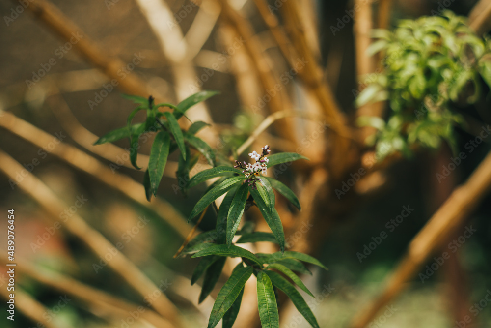 Planta de Cedrón o Hierba Luisa en sudamerica Stock Photo | Adobe Stock