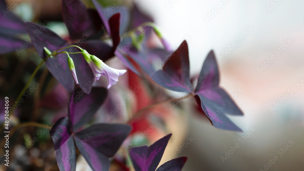 Oxalis triangularis flowering plant close up Stock Photo | Adobe Stock