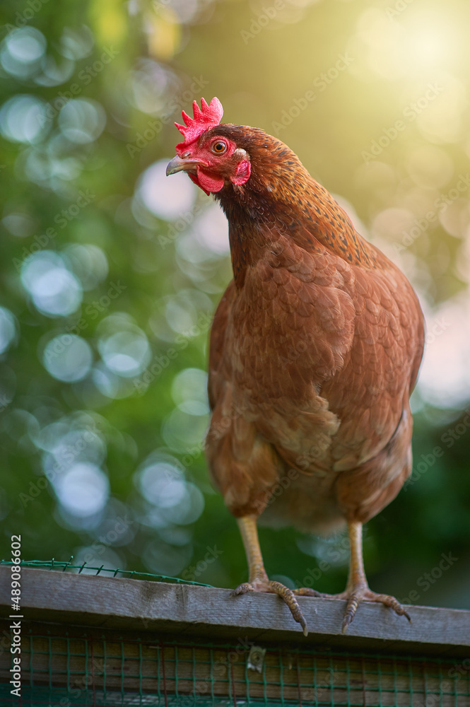 Very funny red-haired young chicken standing on the roof of the chicken ...