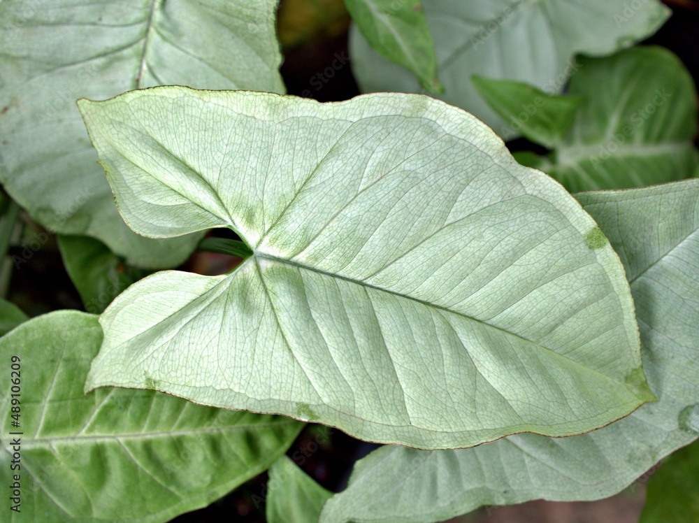 White foliage of Premium caladium Allure Bulbs ,Caladiums new caladium ...