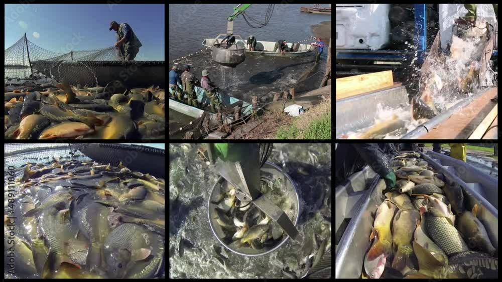 Aquaculture - Fish Farming And Harvesting. Fish Pond Harvesting ...