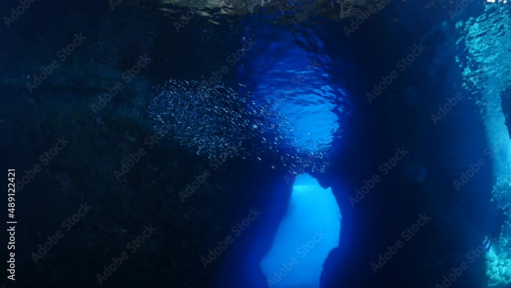 school of shiny fish in cave underwater silversides with scuba divers ...