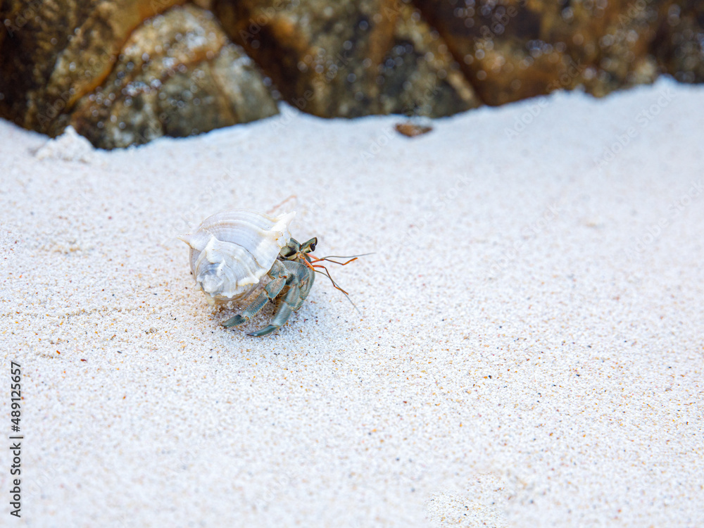 Hermit or diogenes crab in a beautiful gastropod shell as dwelling with ...