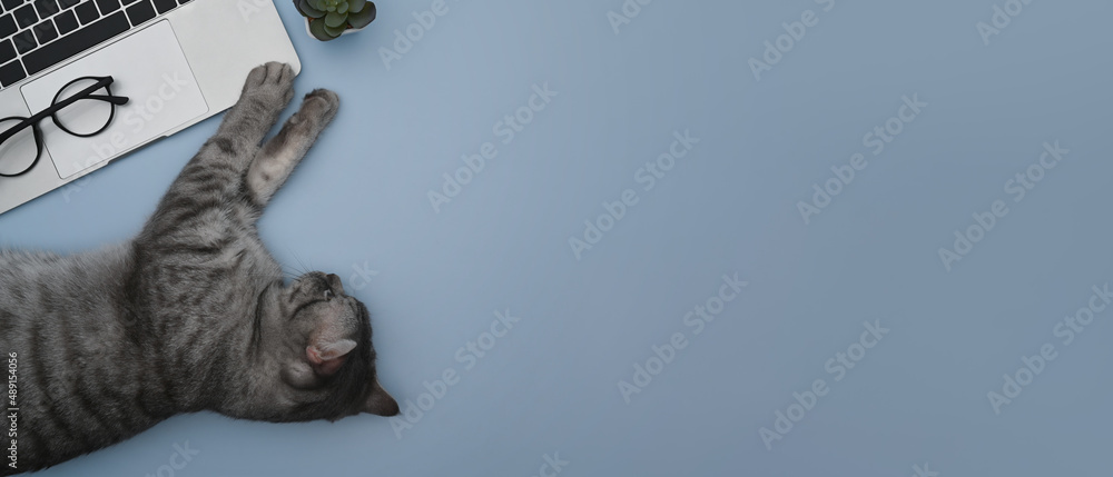 Lazy Cat On Computer