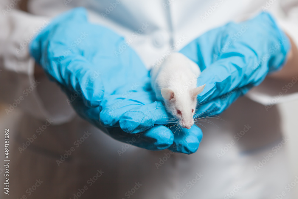 A small white laboratory mouse with red eyes in the hand of a scientist ...