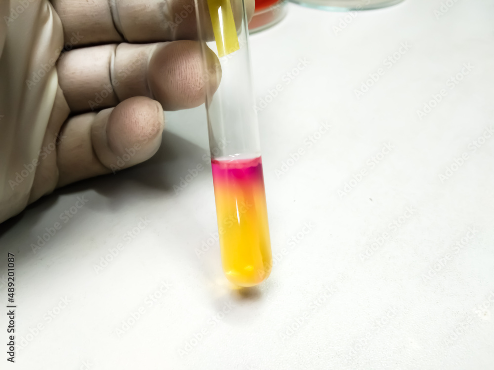 Motility test media showing good and bad stab lines. Visible color ...