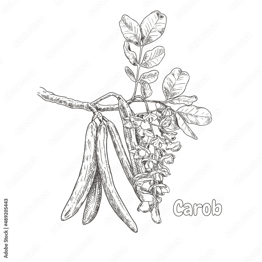 Hand drawn branch of carob with flowers, leaves and carob pods. Vector ...