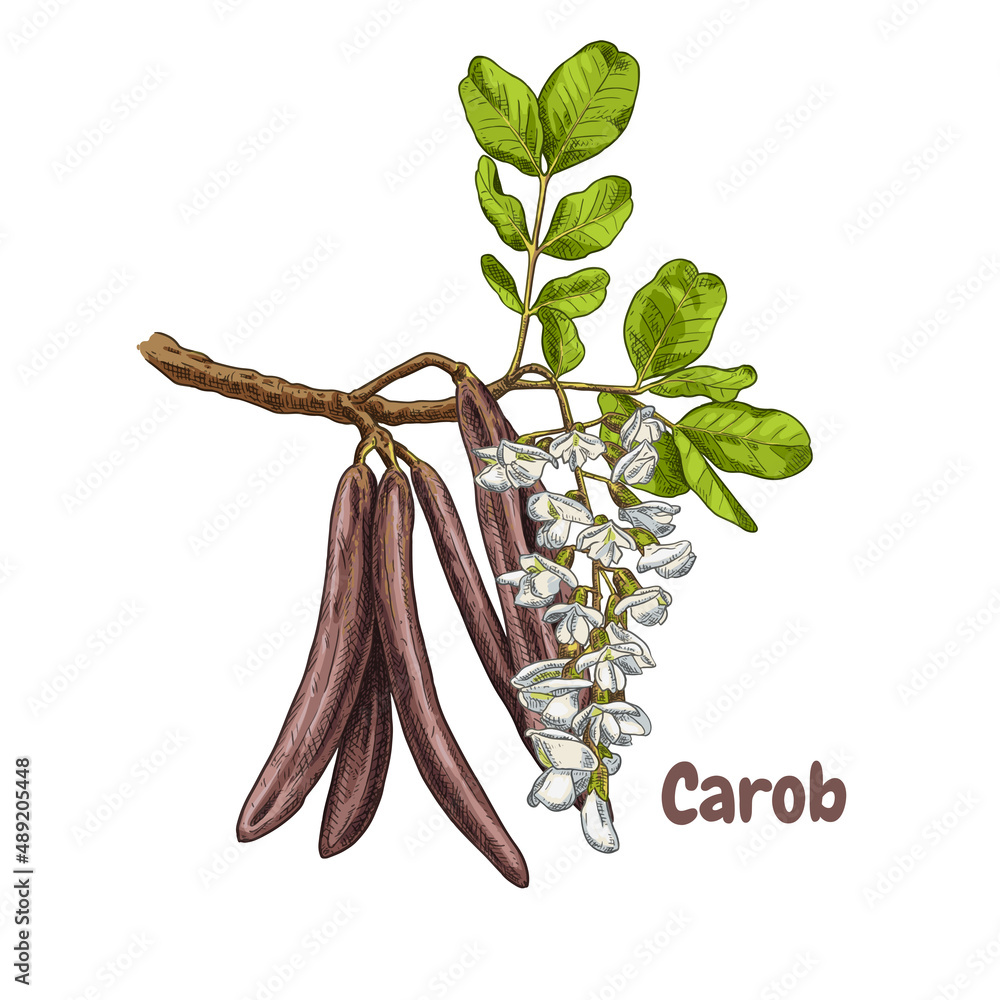 Hand drawn branch of carob with flowers, leaves and carob pods. Vector ...