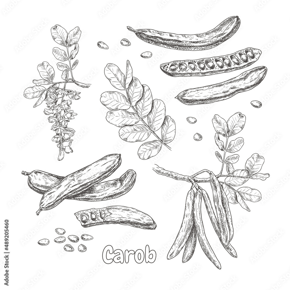 Hand drawn carob. Set sketches with branch of carob, flowers, leaves ...