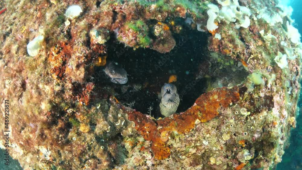 two moray eels in one hole underwater in a reef close up ocean scenery ...