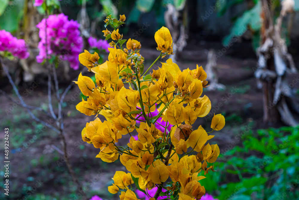 Yellow Bougainvillea flower in garden with natural background Stock ...