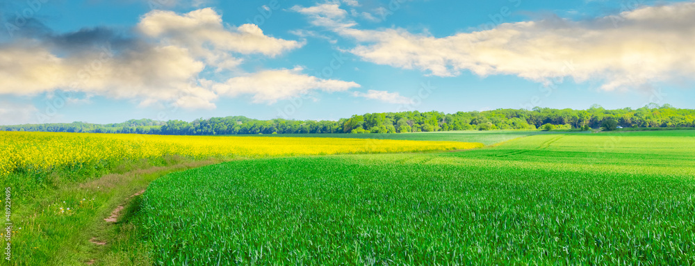 Wide green field with forest in the distance and picturesque cloudy sky ...