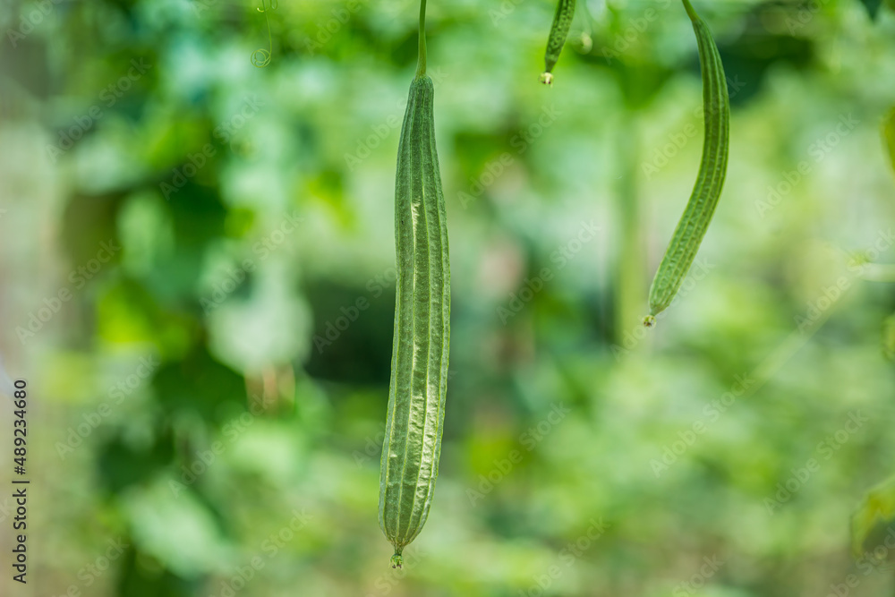 Green Luffa acutangula (Chinese okra), Sponge gourd, or silk squash ...