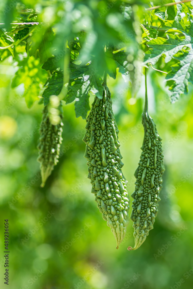 Poster Green bitter melon, Bitter gourd or Bitter squash hanging from a ...