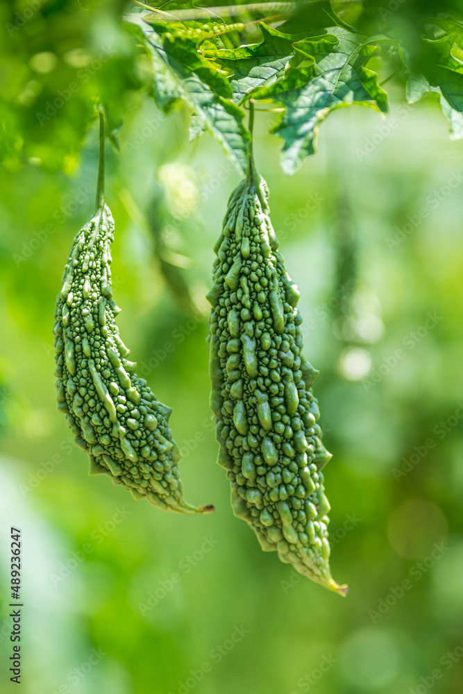 Green bitter melon, Bitter gourd or Bitter squash hanging from a tree ...