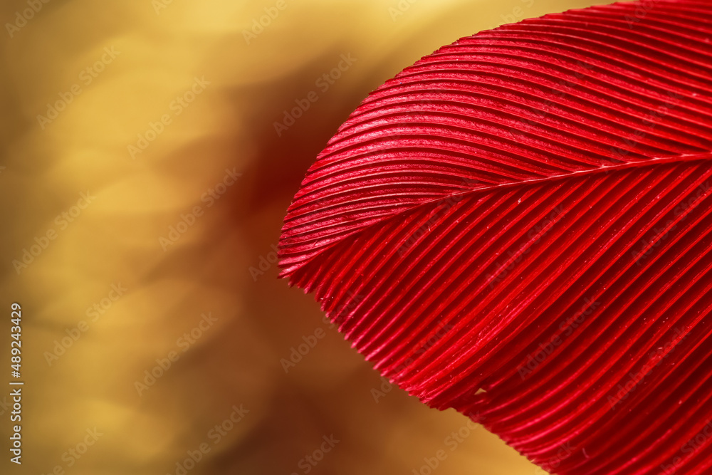 Extreme close up shot of red bird feather against gold background Stock ...