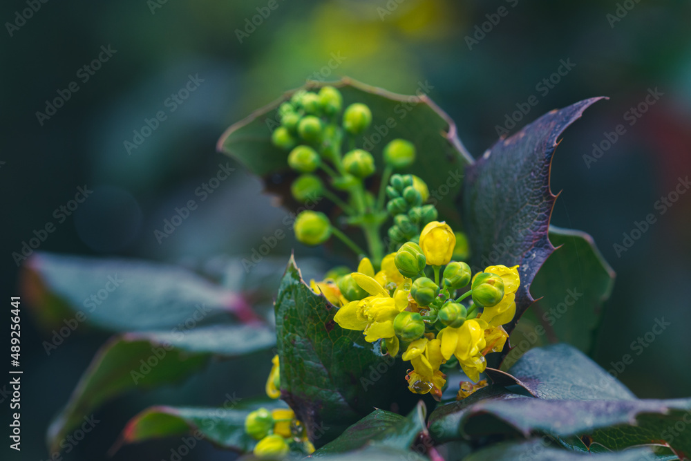 Berberine or Chinese Barberry (Berberis sp.), shrub with small yellow ...