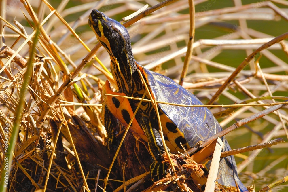 Foto de tortuga de florida o tortuga de orejas rojas es una especie ...
