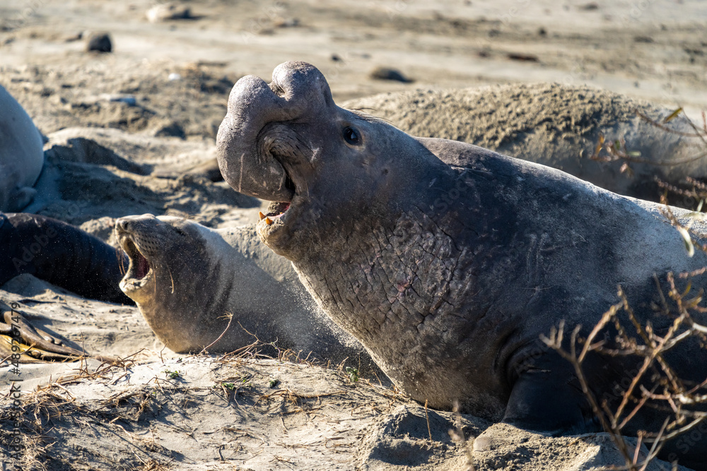 Elephant Seals on beach at Año Nuevo State Park north of Santa Cruz ...