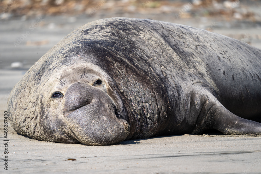 Male elephant seal on the beach after mating and fighting other ...