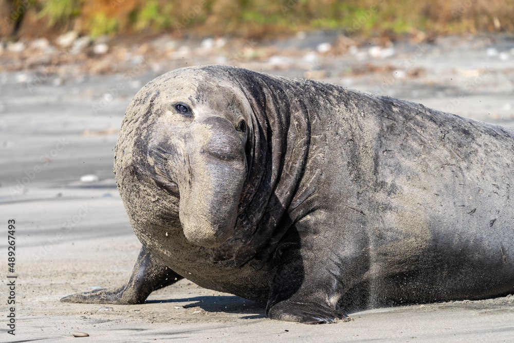 Male elephant seal on the beach after mating and fighting other ...