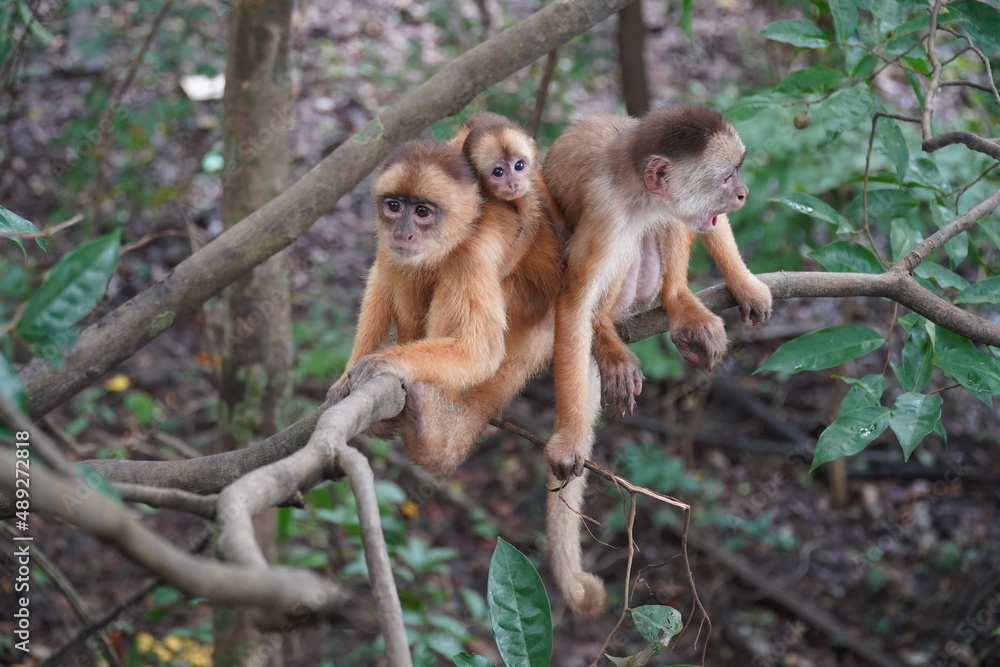 Wild family in Amazon rainforest of white fronted capuchin monkeys ...