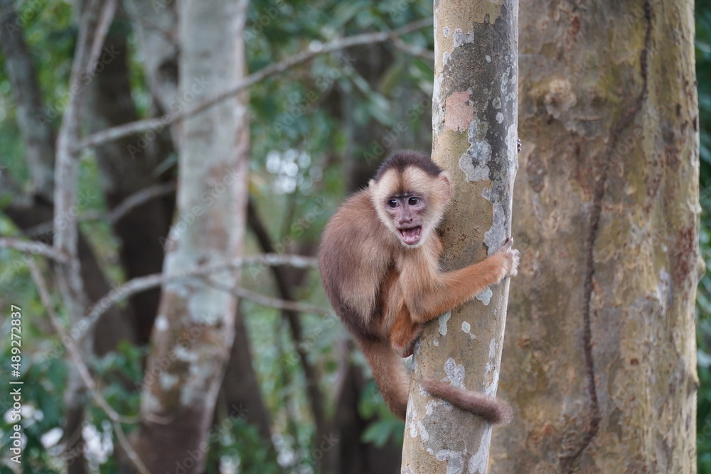 Young white fronted capuchin monkey (Cebus albifrons) from the ...
