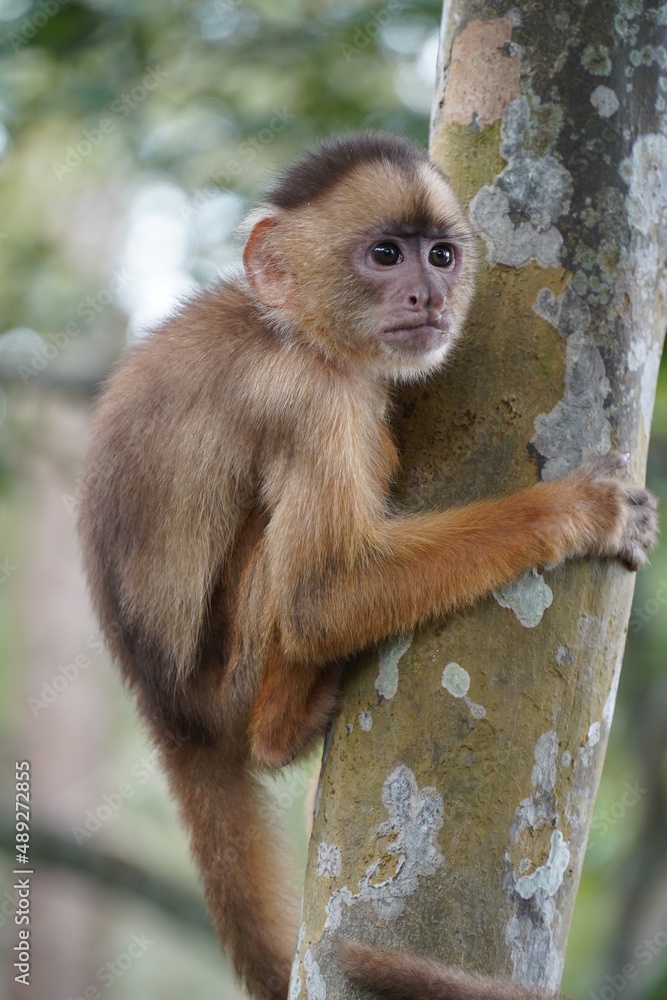 Young white fronted capuchin monkey (Cebus albifrons) from the ...
