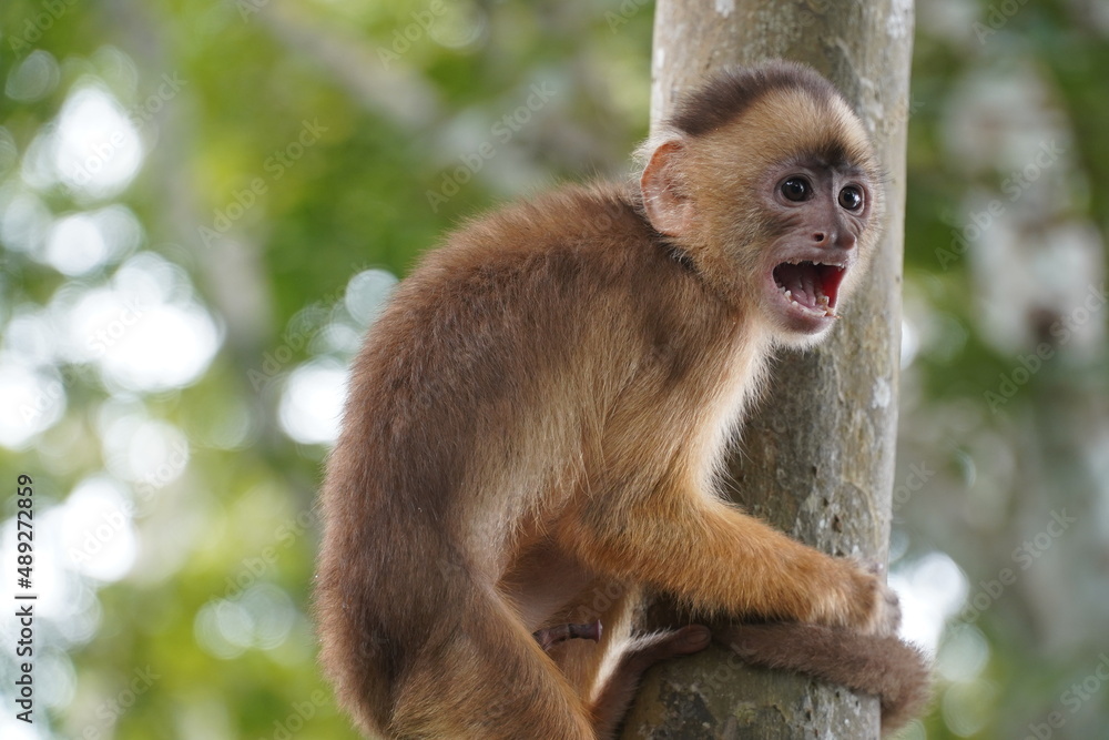 Young white fronted capuchin monkey (Cebus albifrons) from the ...