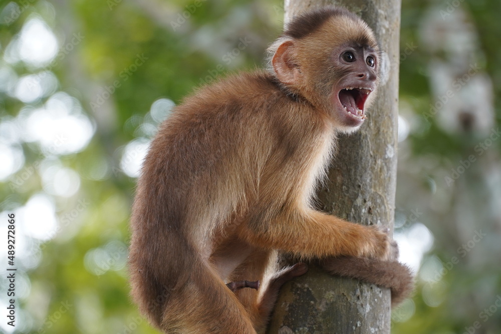 Young white fronted capuchin monkey (Cebus albifrons) from the ...