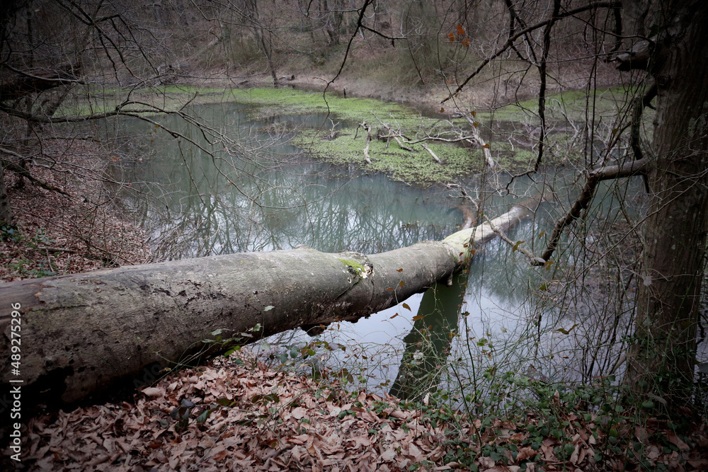A Spooky tree trunk sticking out into the end of a lake. A shore with ...