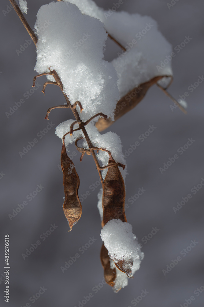 Robinia pseudoacacia, commonly known in its native territory as black ...