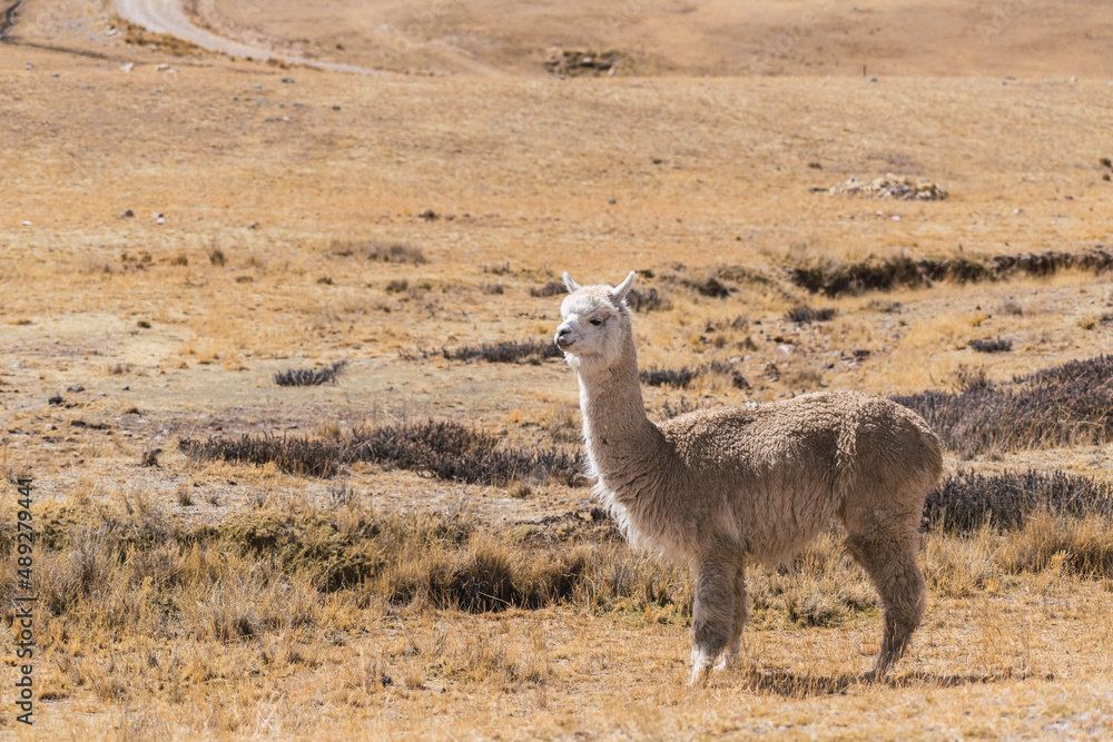 suri alpaca with white fiber grazing in the altiplano with green and ...