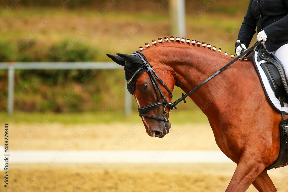 Foto de Dressage horse red fox with plaited mane, head portraits from ...