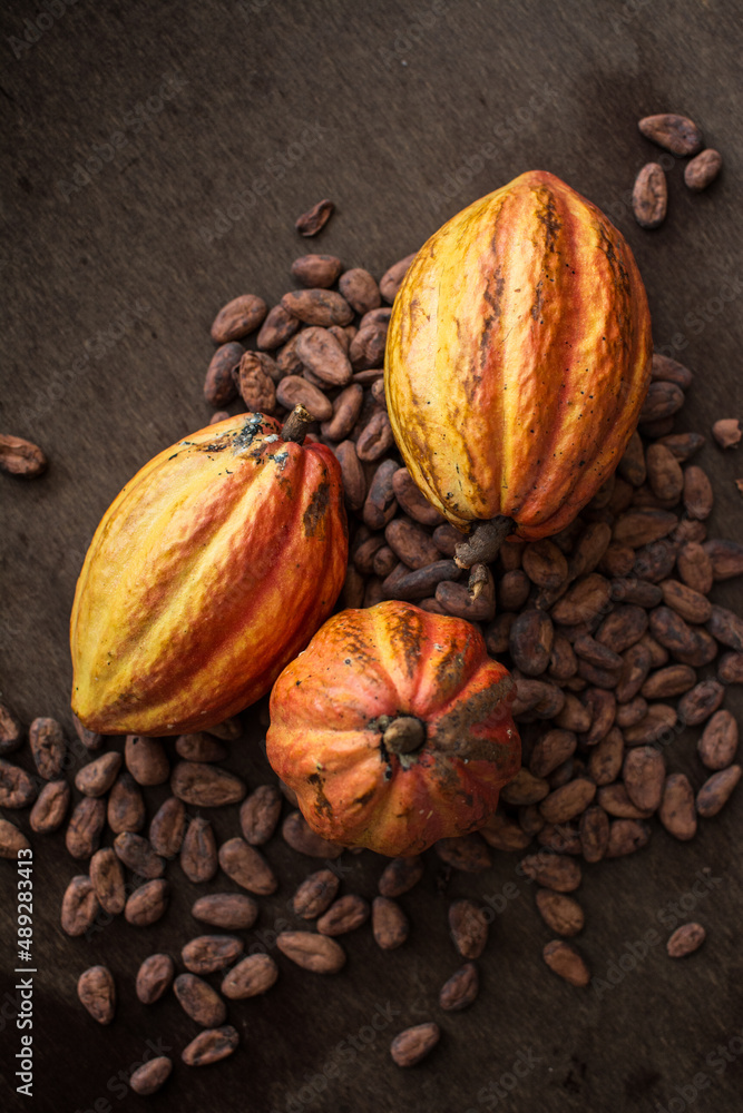 Cocoa maracas. Cocoa beans. Tropical fruit. Trinidad cocoa. Chocolate ...