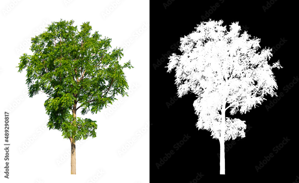 Tree on transparent picture background with clipping path, single tree ...