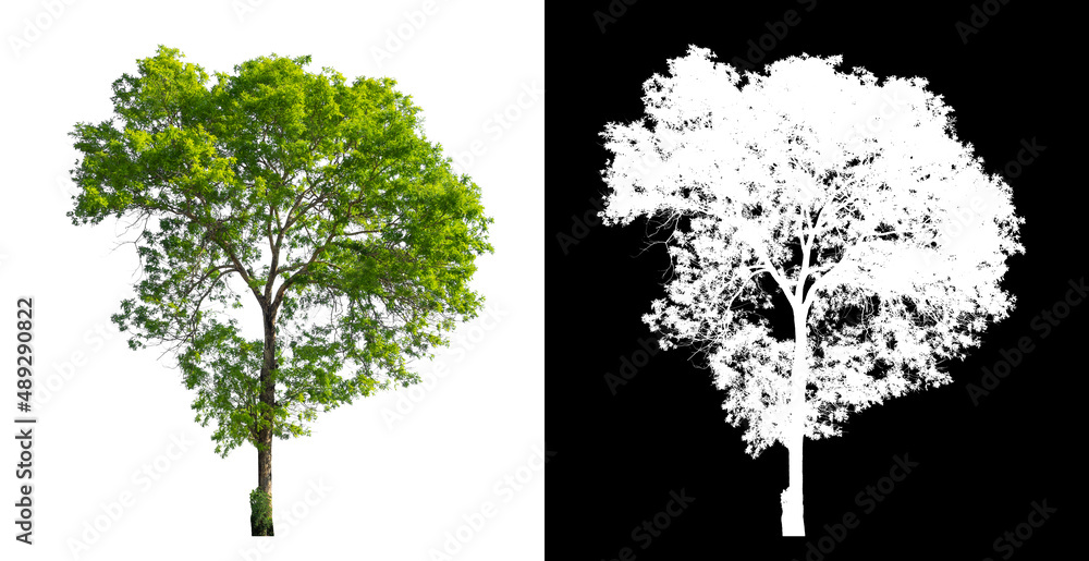 Tree on transparent picture background with clipping path, single tree ...