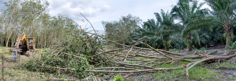 Grabber excavator hydraulic machine removing or push down para rubber ...