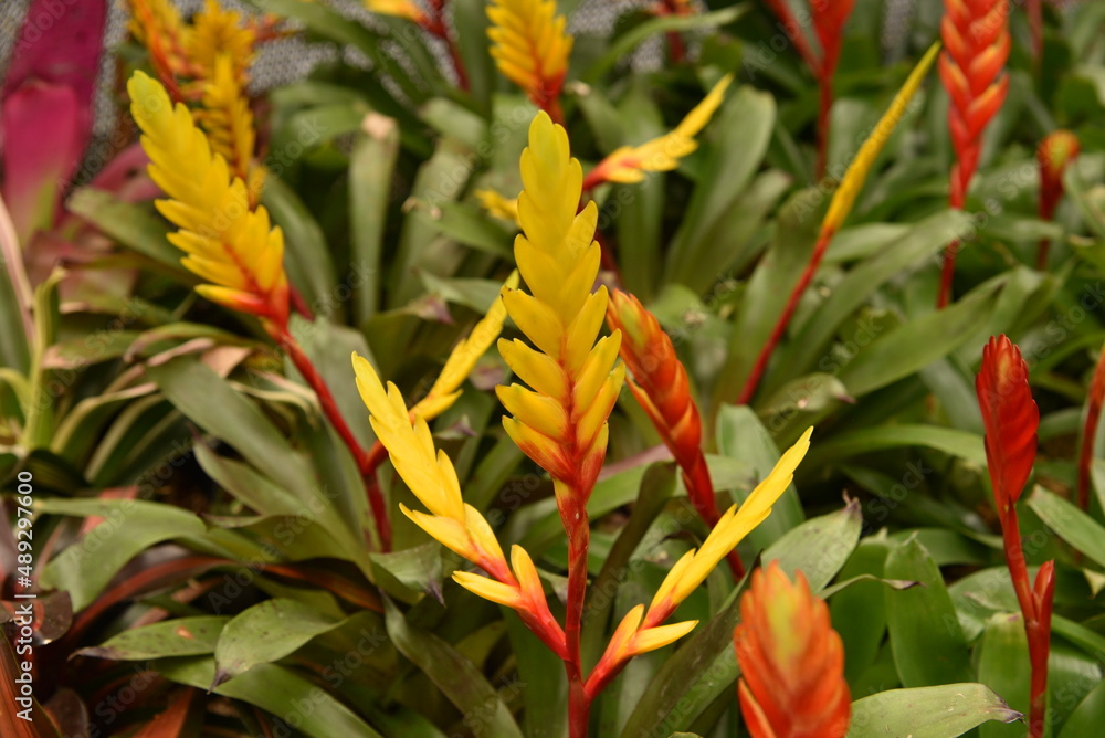 Beautiful blooming flower of Vriesea carinata, Red Bromelia, Bromeliad ...