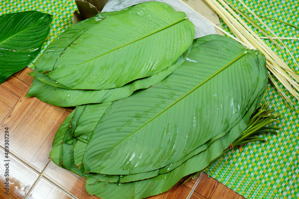 Dong leaves or Stachyphrynium placentarium- used for wrap food ...