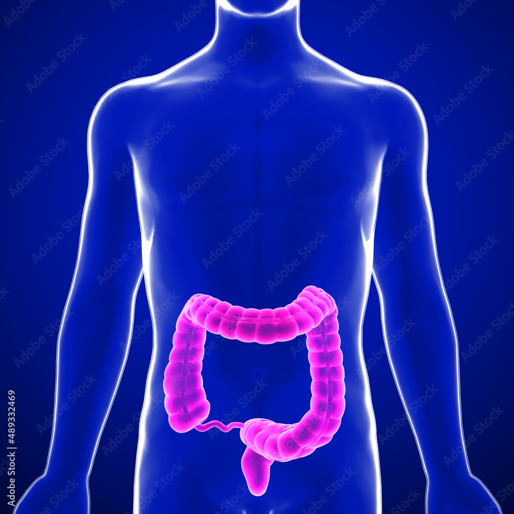 It is the last part of the gastrointestinal tract and digestive system ...